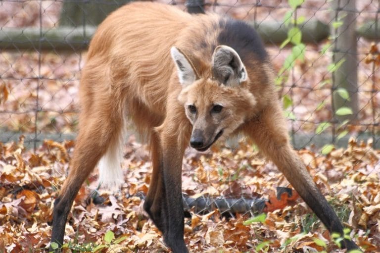 Maned Wolf - Facts, Habitat, Diet, Life Cycle, Pictures, and More