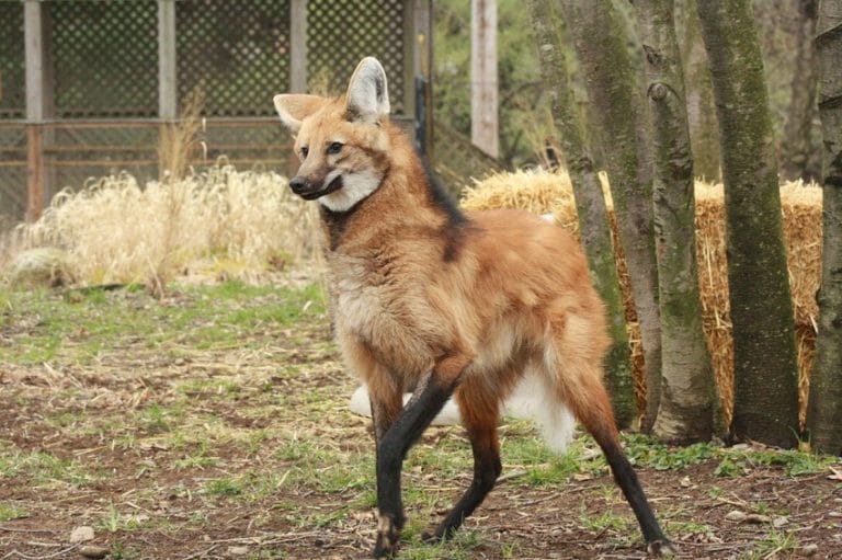 Maned Wolf - Facts, Habitat, Diet, Life Cycle, Pictures, and More