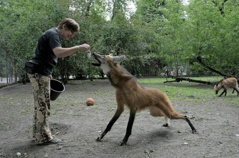 Maned Wolf - Facts, Habitat, Diet, Life Cycle, Pictures, and More