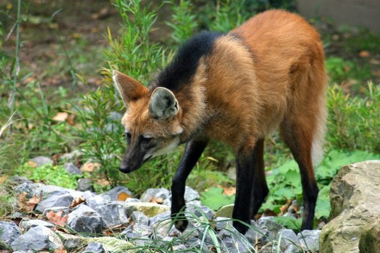 Maned Wolf - Facts, Habitat, Diet, Life Cycle, Pictures, and More