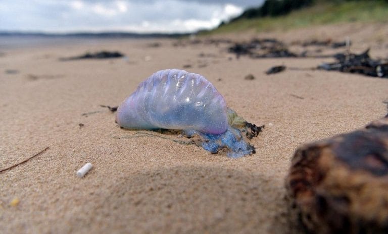 Portuguese man o' war - Facts, Habitat, Diet, Life Cycle, Pictures