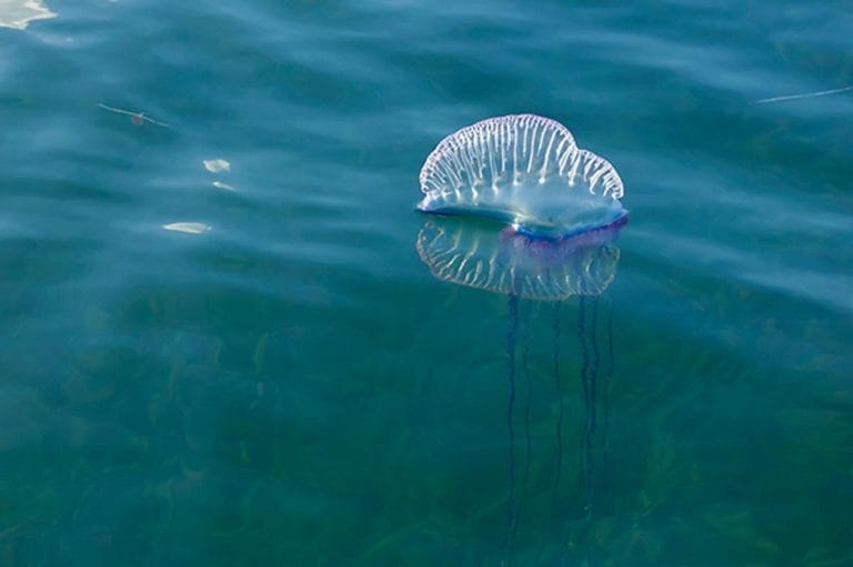 Portuguese man o' war - Facts, Habitat, Diet, Life Cycle, Pictures