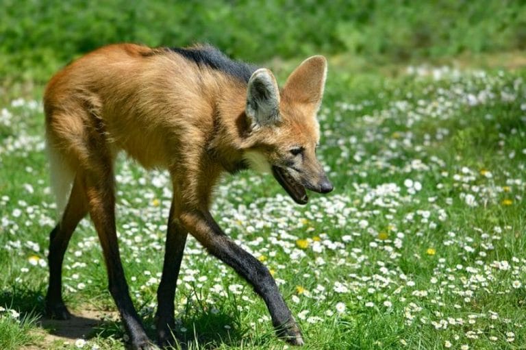 Maned Wolf - Facts, Habitat, Diet, Life Cycle, Pictures, and More