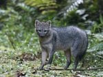 Short-Eared Dog (Zorro) - Facts, Habitat, Diet, Life Cycle, Pictures
