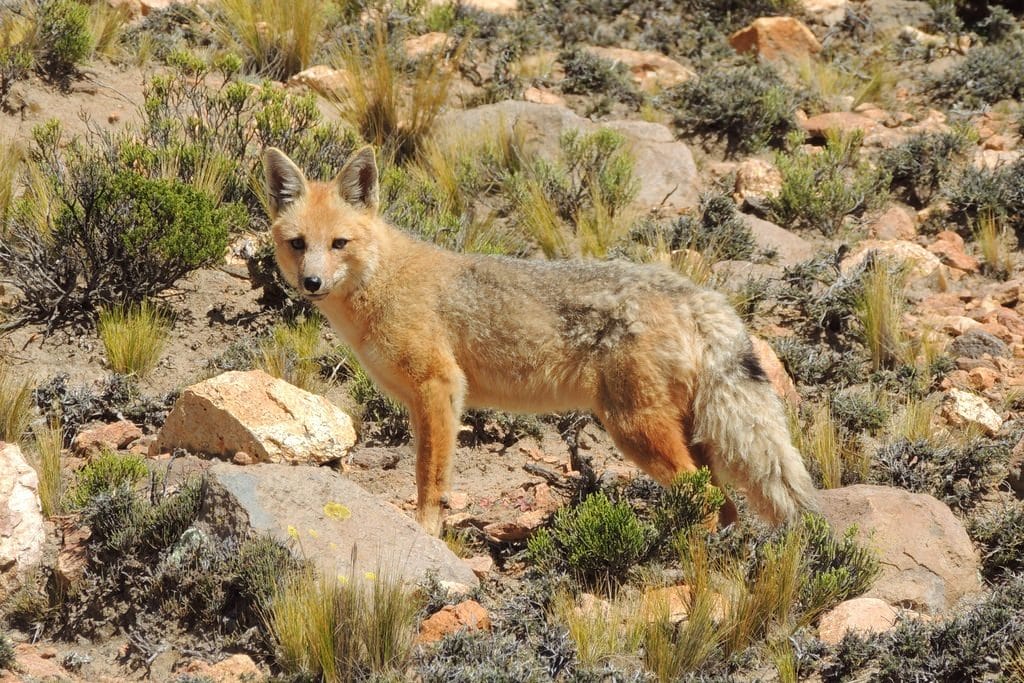 Culpeo Fox - Facts, Habitat, Diet, Life Cycle, Pictures