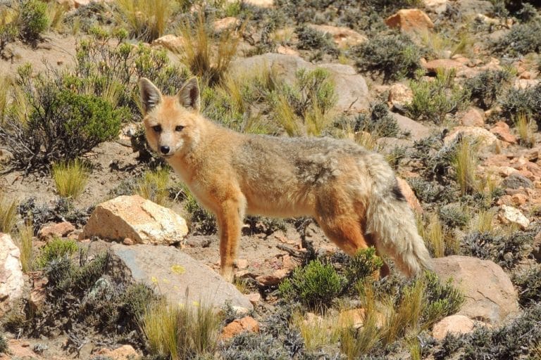 Fox Facts, Types, Classification, Habitat, Diet, Adaptations, Pictures