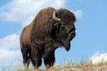American Bison (American Buffalo) Facts, Habitat, Diet, Life Cycle ...