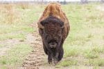 American Bison (American Buffalo) Facts, Habitat, Diet, Life Cycle ...