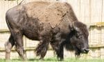 American Bison (American Buffalo) Facts, Habitat, Diet, Life Cycle ...