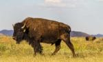American Bison (American Buffalo) Facts, Habitat, Diet, Life Cycle ...