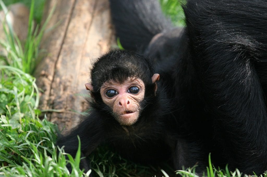 Black Spider Monkey - Facts, Habitat, Diet, Life Cycle, Baby, Pictures