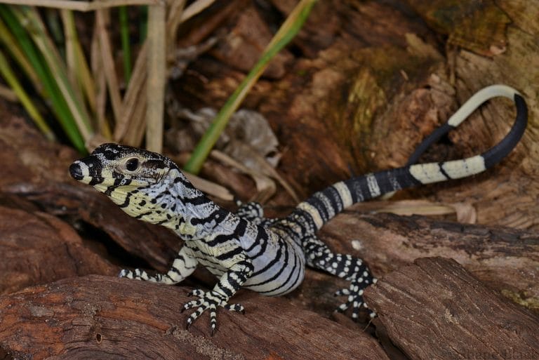 Lace Monitor - Facts, Habitat, Diet, Life Cycle, Pictures
