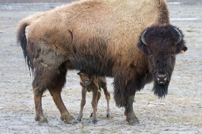 Wood Bison - Facts, Habitat, Diet, Life Expectancy, Pictures