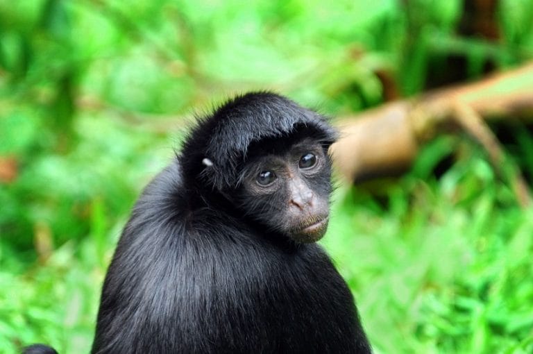 Black Spider Monkey - Facts, Habitat, Diet, Life Cycle, Baby, Pictures