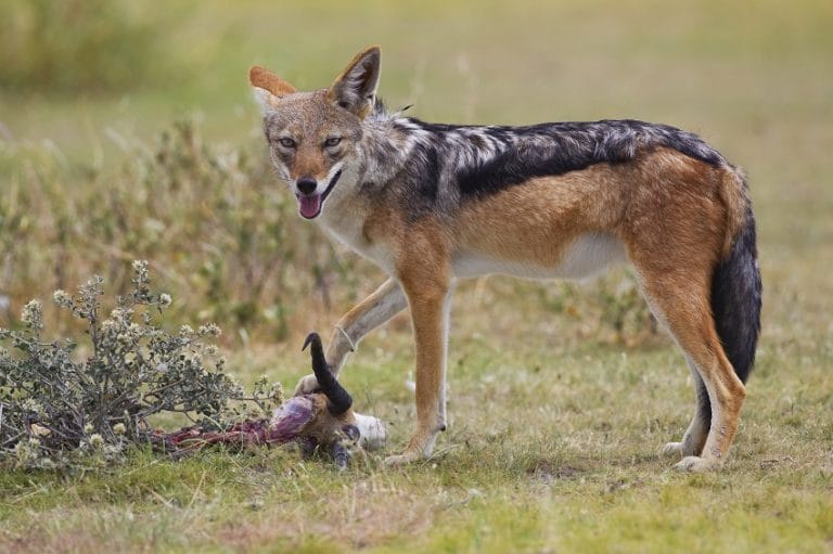 Black-Backed Jackal - Facts, Habitat, Diet, Life Expectancy, Pictures