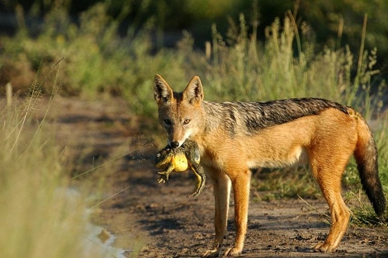 Black-Backed Jackal - Facts, Habitat, Diet, Life Expectancy, Pictures
