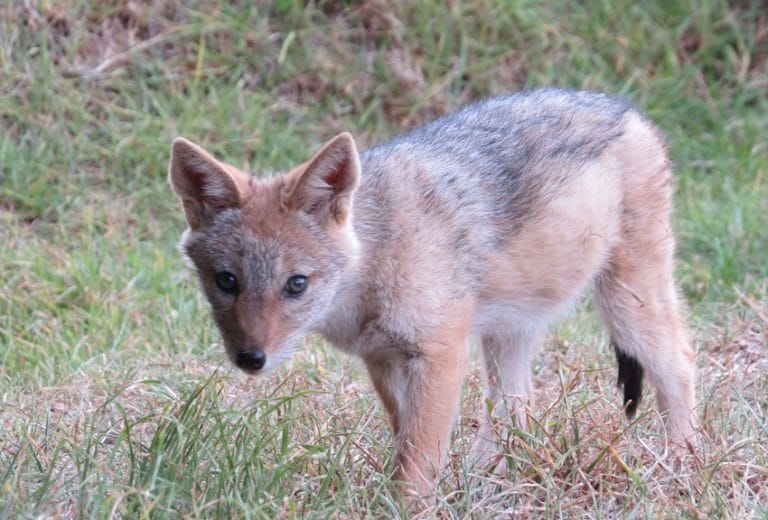 Black-Backed Jackal - Facts, Habitat, Diet, Life Expectancy, Pictures