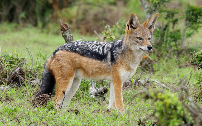 Black-Backed Jackal - Facts, Habitat, Diet, Life Expectancy, Pictures