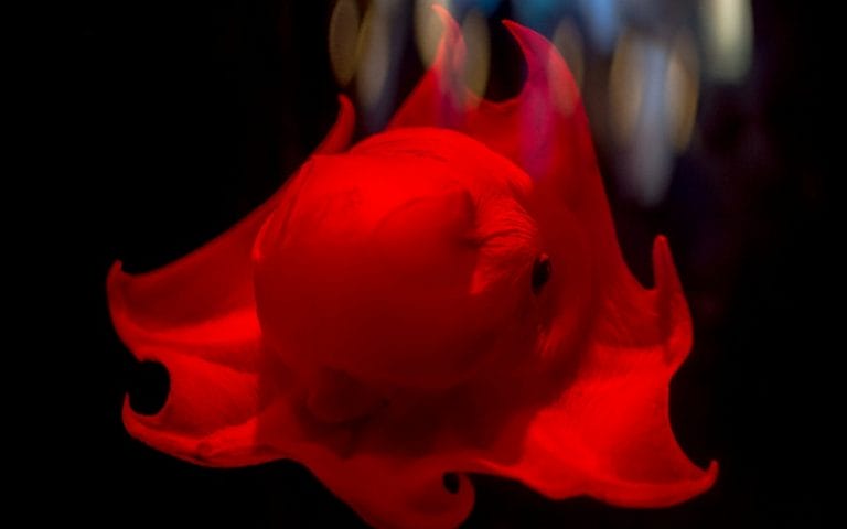 Flapjack Octopus - Facts, Habitat, Diet, Life Cycle, Baby, Pictures