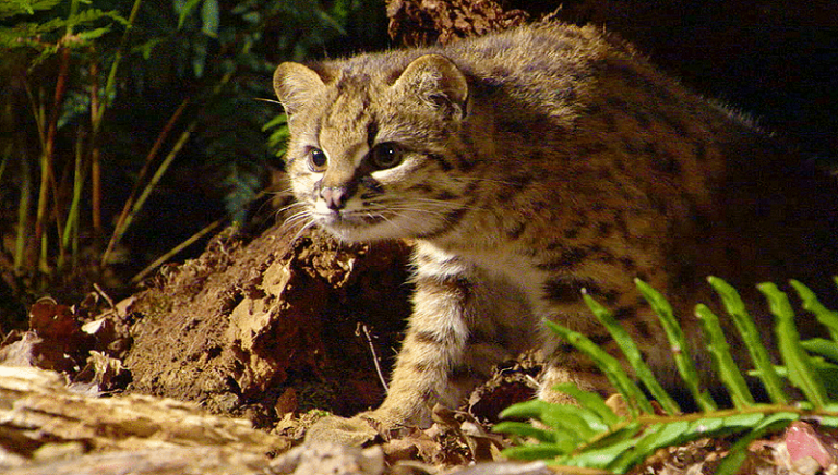 Kodkod - Facts, Habitat, Diet, Life Cycle, Baby, Pictures