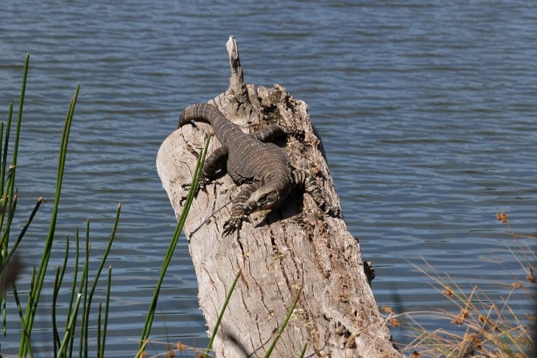 Lace Monitor - Facts, Habitat, Diet, Life Cycle, Pictures