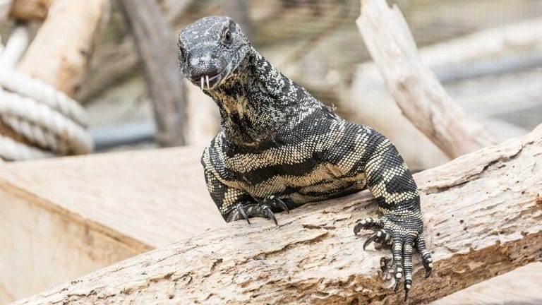 Lace Monitor - Facts, Habitat, Diet, Life Cycle, Pictures
