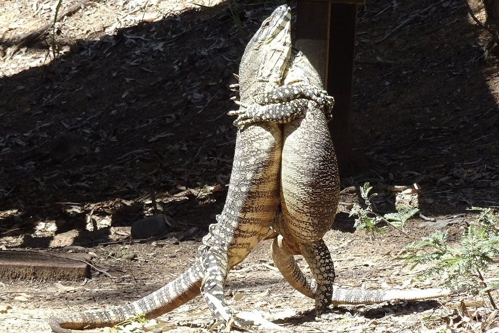 Lace Monitor - Facts, Habitat, Diet, Life Cycle, Pictures