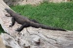 Lace Monitor - Facts, Habitat, Diet, Life Cycle, Pictures