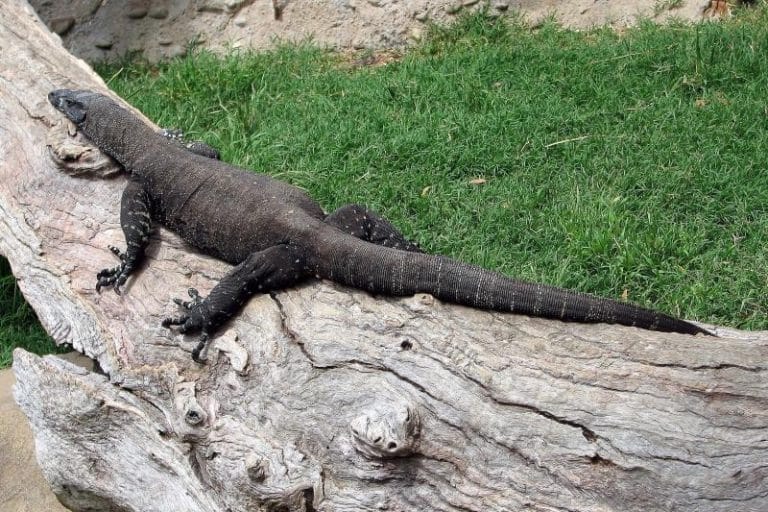 Lace Monitor - Facts, Habitat, Diet, Life Cycle, Pictures