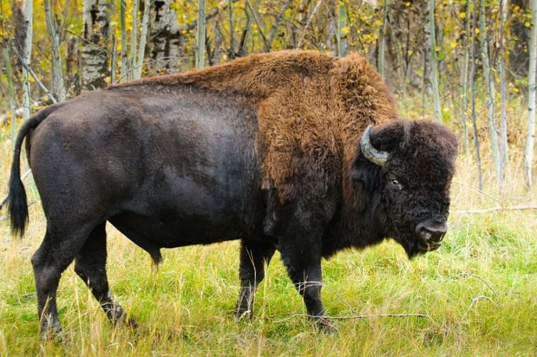 American Bison (American Buffalo) Facts, Habitat, Diet, Life Cycle ...