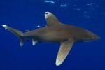 Oceanic Whitetip Shark - Facts, Habitat, Diet, Life Cycle, Pictures