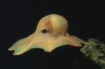Flapjack Octopus - Facts, Habitat, Diet, Life Cycle, Baby, Pictures