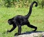 Black Spider Monkey - Facts, Habitat, Diet, Life Cycle, Baby, Pictures
