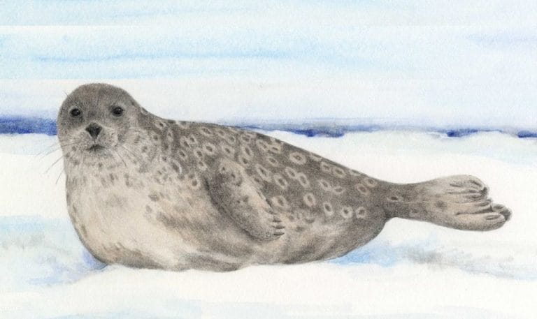 Ringed Seal - Facts, Habitat, Diet, Life Cycle, Baby, Pictures