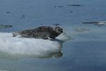 Ringed Seal - Facts, Habitat, Diet, Life Cycle, Baby, Pictures