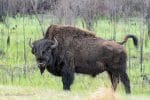 Wood Bison - Facts, Habitat, Diet, Life Expectancy, Pictures
