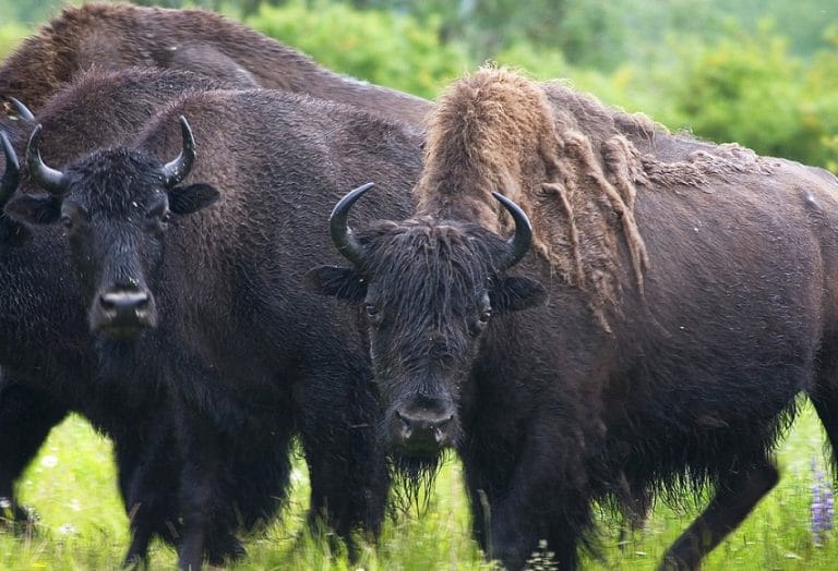 Wood Bison - Facts, Habitat, Diet, Life Expectancy, Pictures