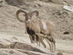 Mouflon - Facts, Habitat, Diet, Pictures, and More