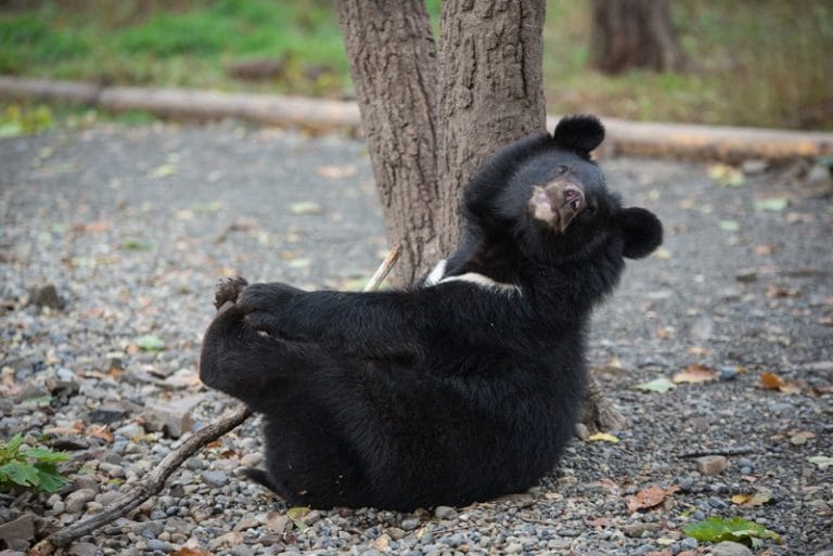 Asian Black Bear (Moon Bear) - Facts, Habitat, Diet, Cubs, Pictures
