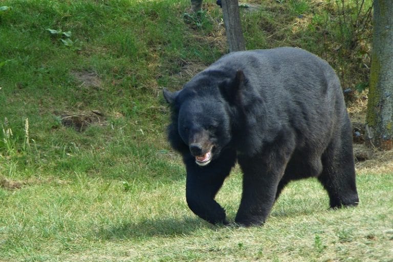 Asian Black Bear (Moon Bear) - Facts, Habitat, Diet, Cubs, Pictures