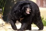 Asian Black Bear (Moon Bear) - Facts, Habitat, Diet, Cubs, Pictures