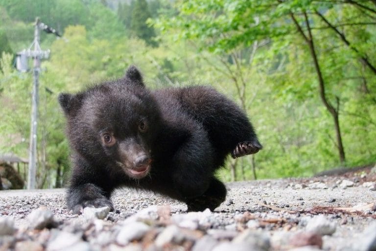 Asian Black Bear (Moon Bear) - Facts, Habitat, Diet, Cubs, Pictures
