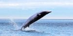 Minke Whale - Facts, Habitat, Diet, Life Cycle, Baby, Pictures