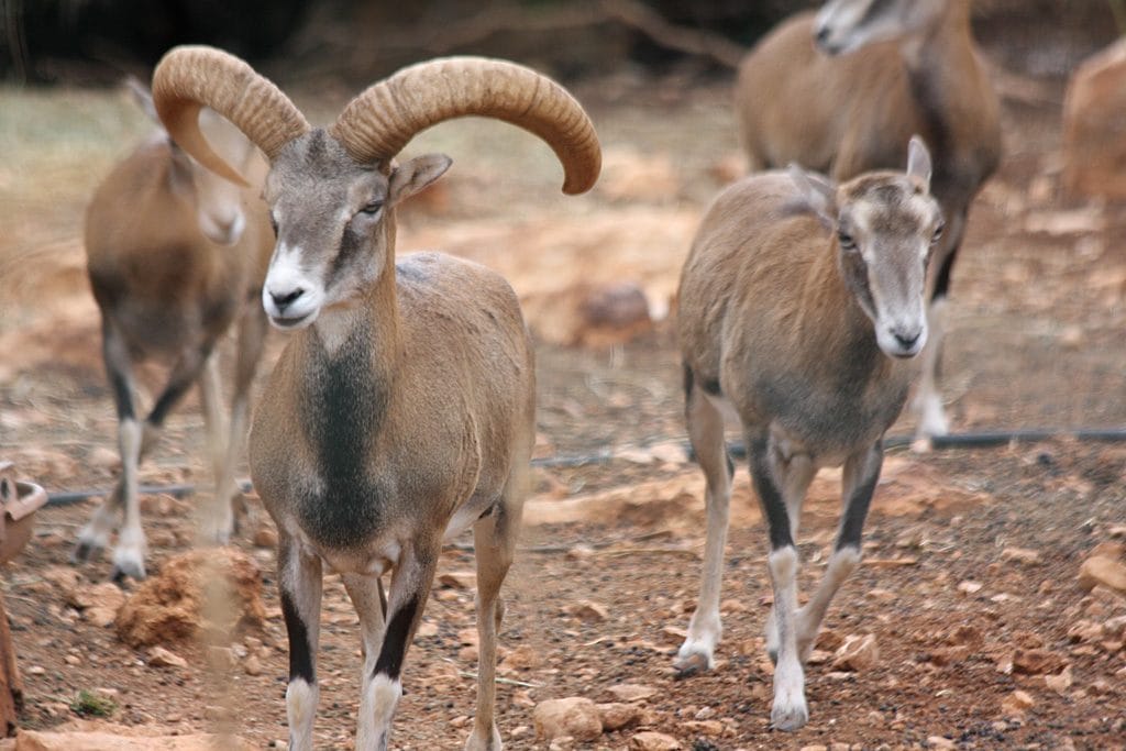 Mouflon - Facts, Habitat, Diet, Pictures, and More