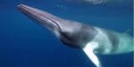 Minke Whale - Facts, Habitat, Diet, Life Cycle, Baby, Pictures