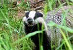 European Badger - Facts, Habitat, Diet, Baby, Pictures, and More