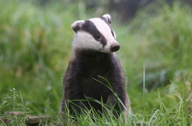 European Badger Facts, Habitat, Diet, Baby, Pictures