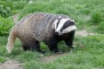 European Badger - Facts, Habitat, Diet, Baby, Pictures, and More