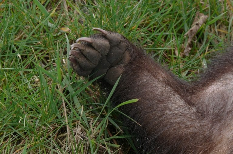 European Badger - Facts, Habitat, Diet, Baby, Pictures, and More