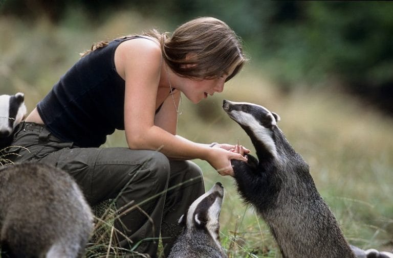 European Badger - Facts, Habitat, Diet, Baby, Pictures, and More